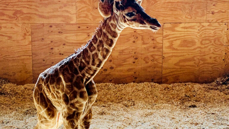 It's a boy! April the Giraffe gives birth again