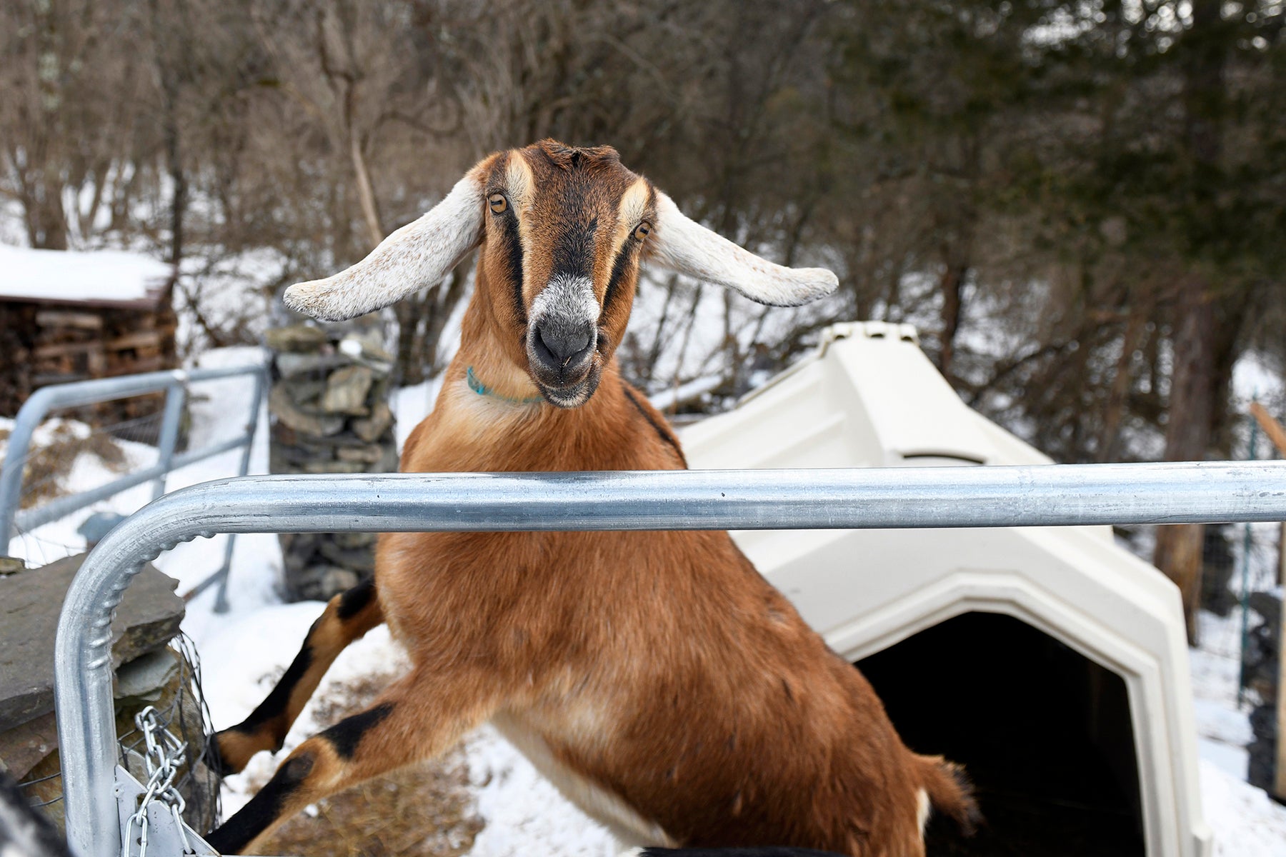 Vermont town elects goat as honorary mayor