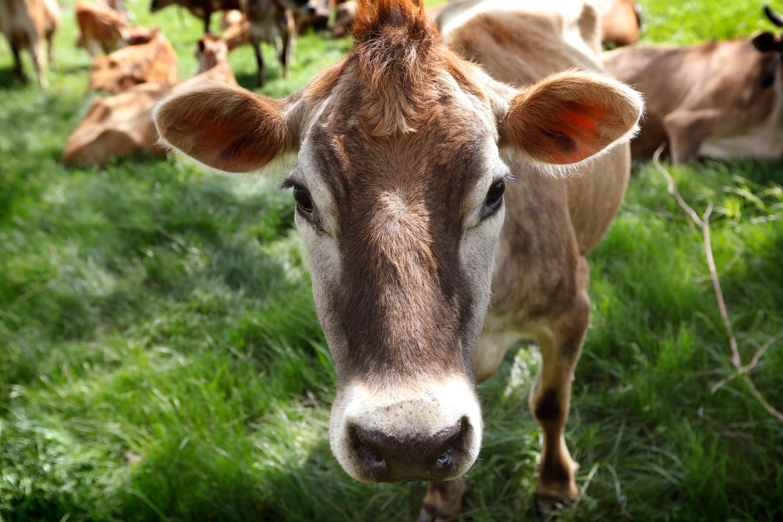 AP FACT CHECK: Unraveling the mystery of whether cows fart