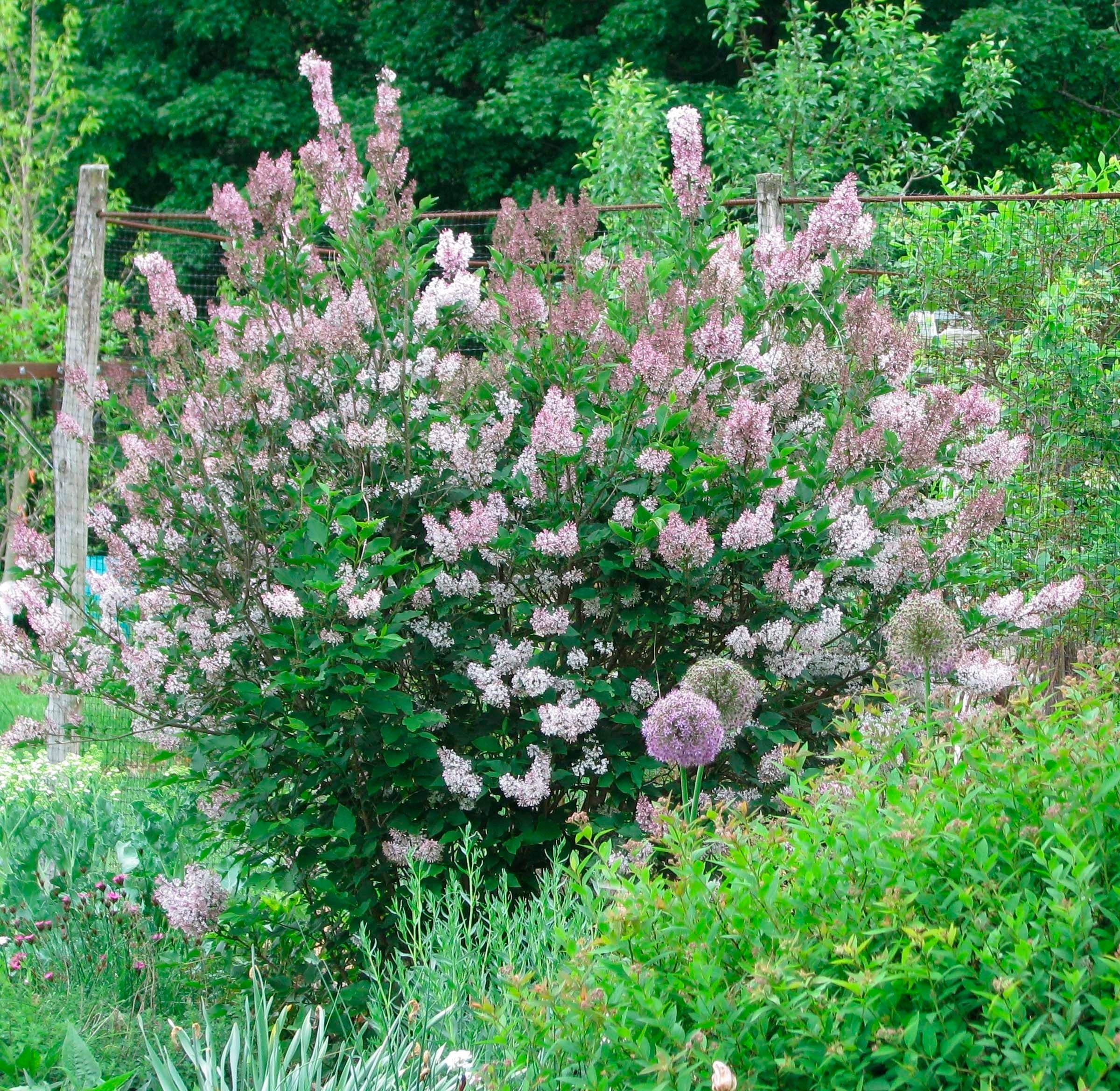 New lilacs that will fresh up your yard and home