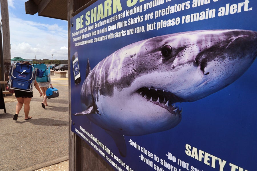 First white shark sighting of season confirmed