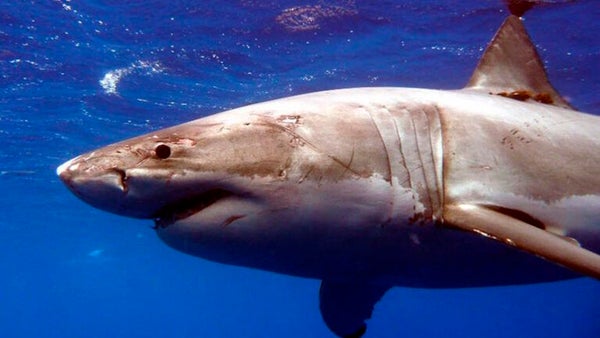 It's Shark Week. Here's what's on deck for the Discovery mega-marathon
