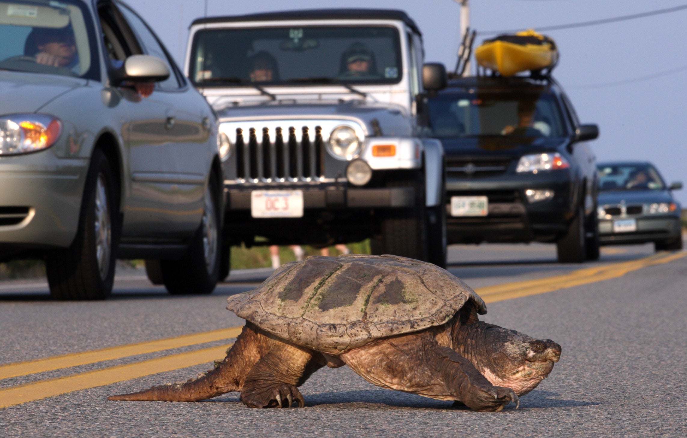 Maine roadkill database could be a boon to wayward critters