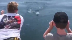 It's Shark Week. Here's what's on deck for the Discovery mega-marathon