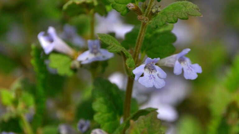 Ask the Gardener: Tips for ridding your lawn of creeping Charlie