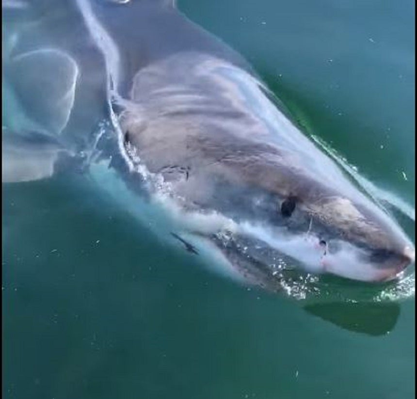 'He's coming right up to the boat!': Shark captured on video off Cape Cod