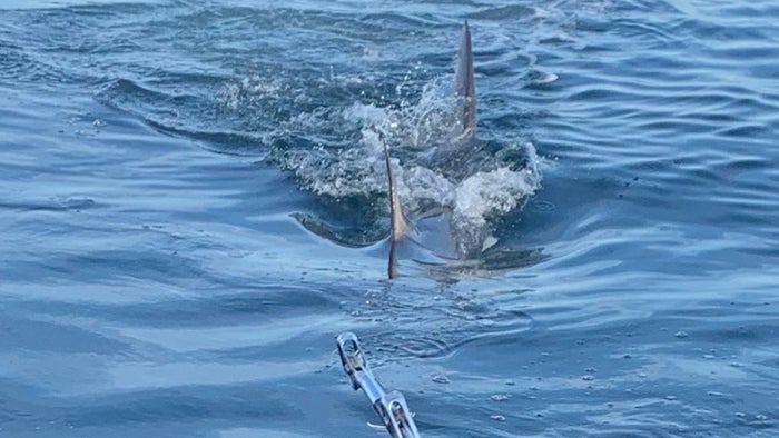 Caught on video: Giant shark swims close to ship off Mass. coast