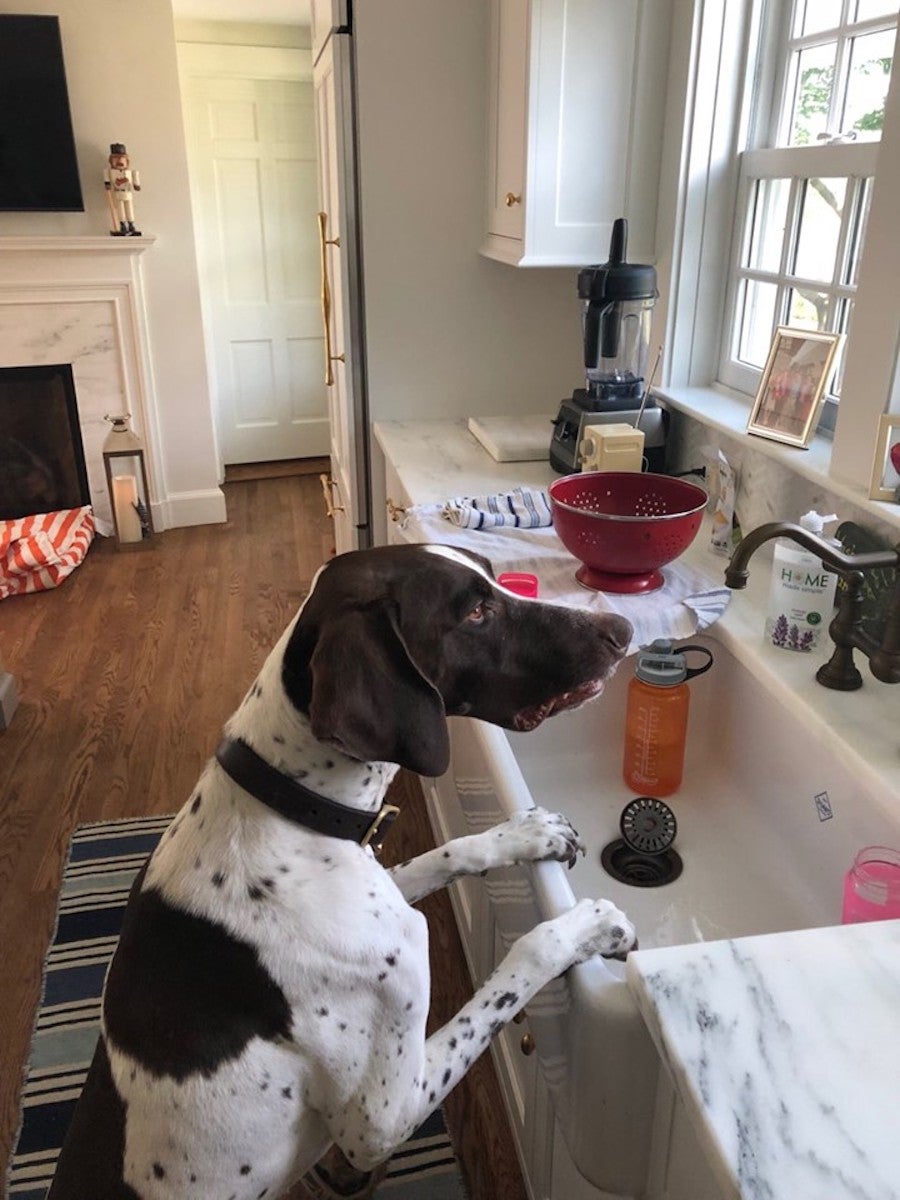 Charlie the German Shorthaired Pointer swam out too far, so police ...