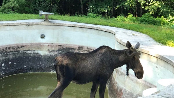 Wayward moose gets stuck in swimming pool in New Hampshire