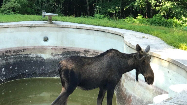 Wayward moose gets stuck in swimming pool in New Hampshire
