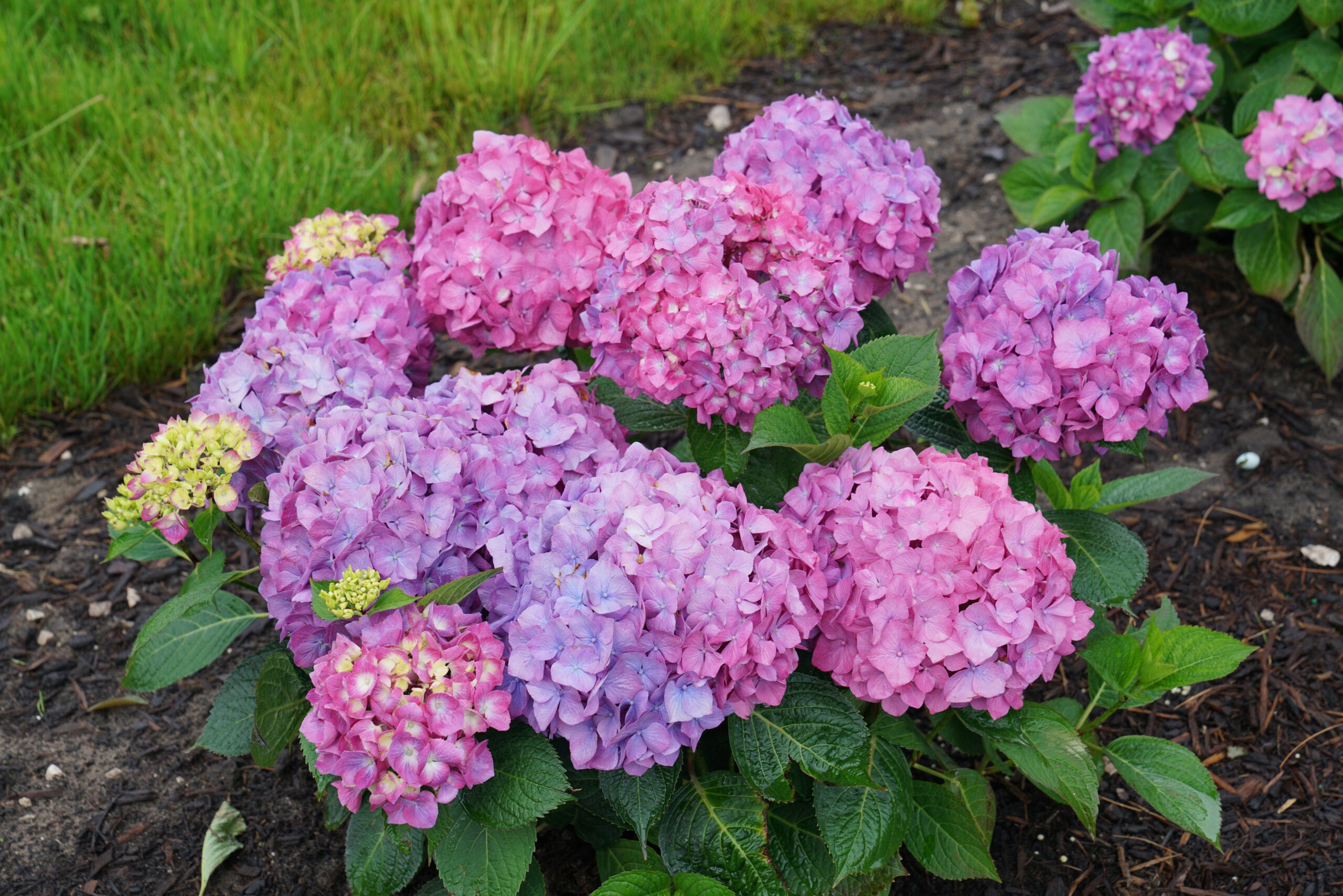 Sunﬂowers in October? Re-bloomers create deja vu in the garden ...