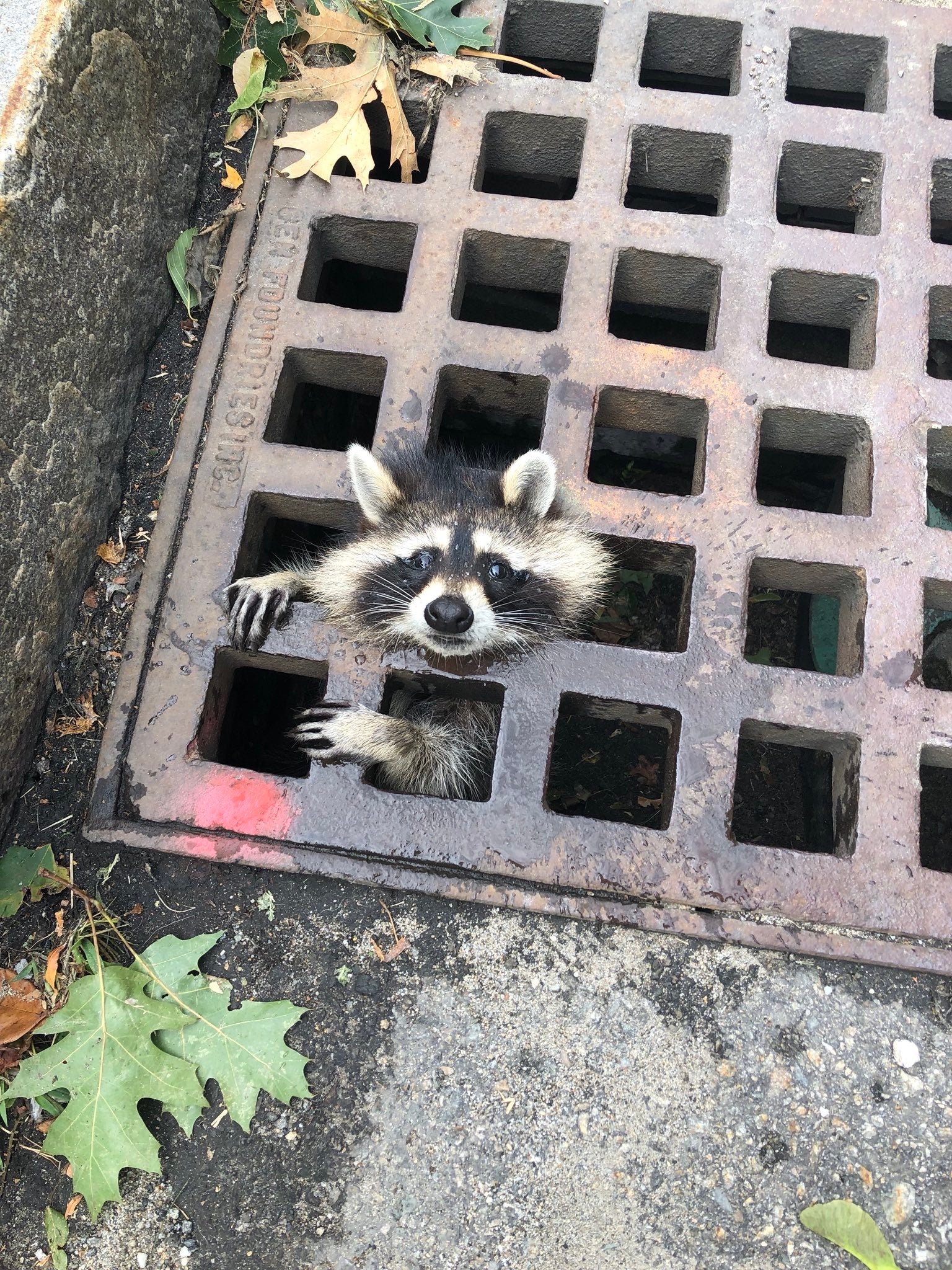 Firefighters came to the rescue after a young raccoon got its head ...