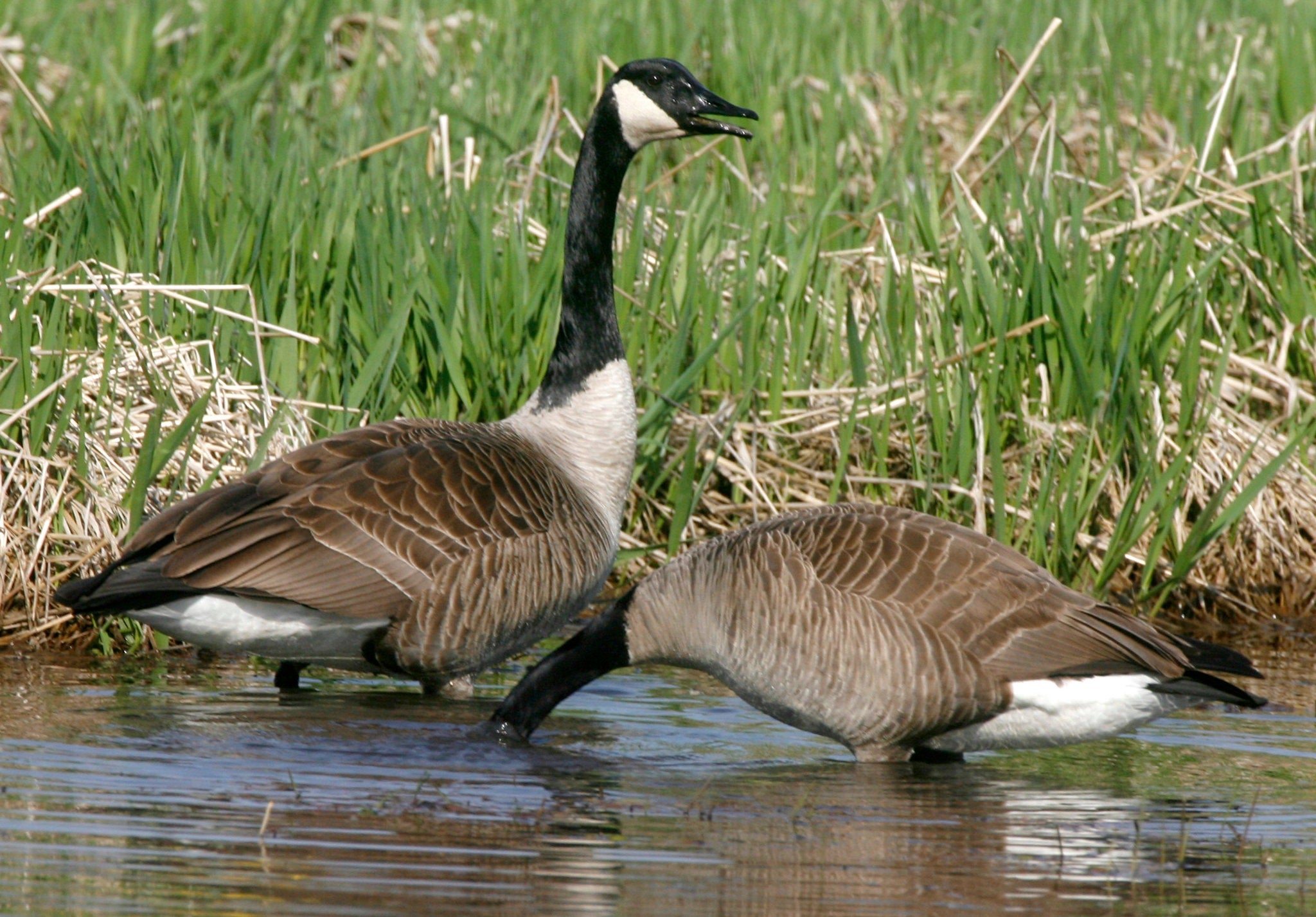 Goose is recovering after being shot in the head by an arrow