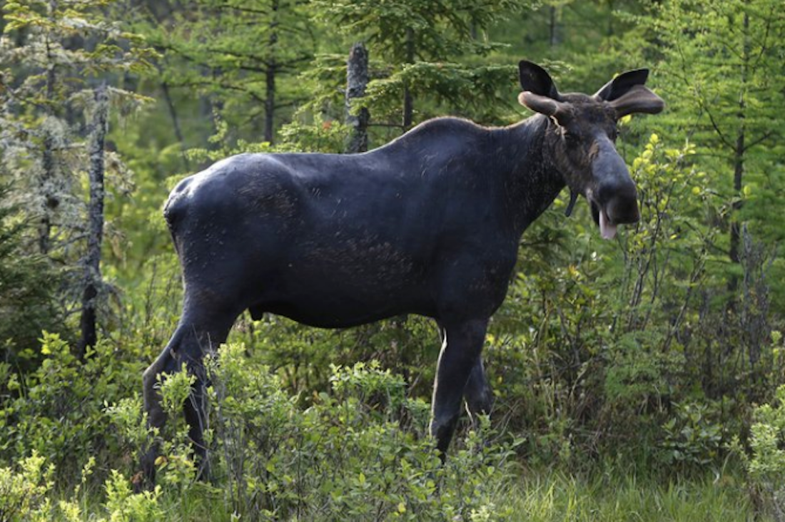 New England moose deaths worsens as climate warms