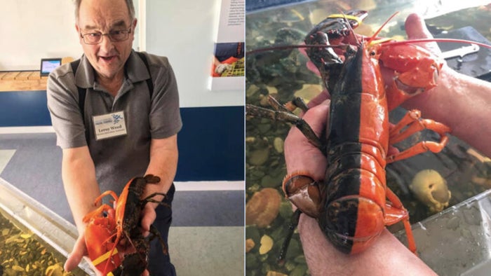 Split-colored lobster — one in 50 million — on display in Maine