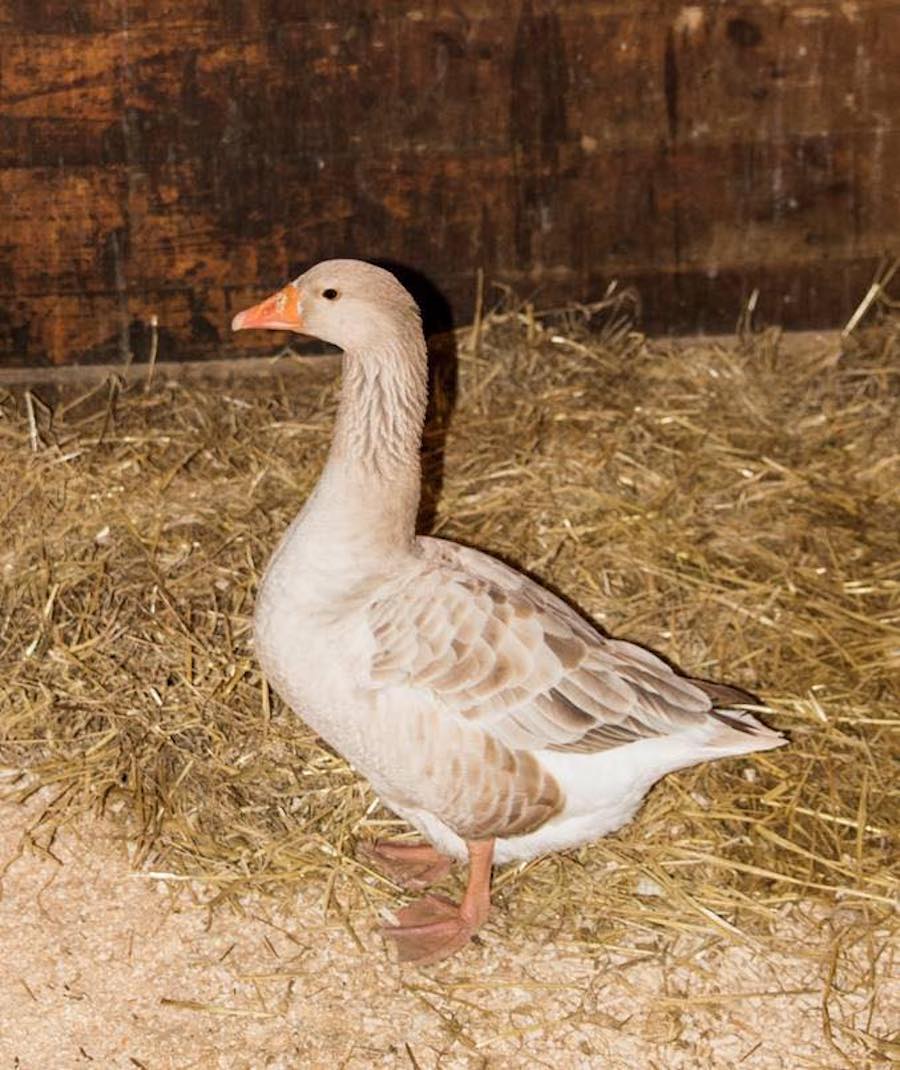 State troopers saved this wayward goose. Now you can adopt him.