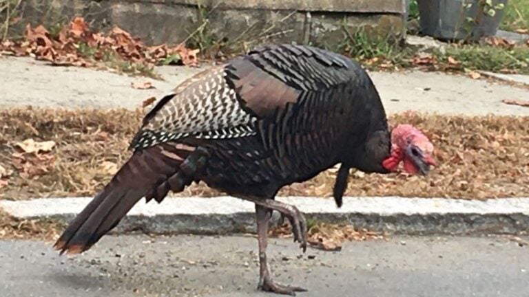 Limpy, the turkey that captured hearts in Reading, has died