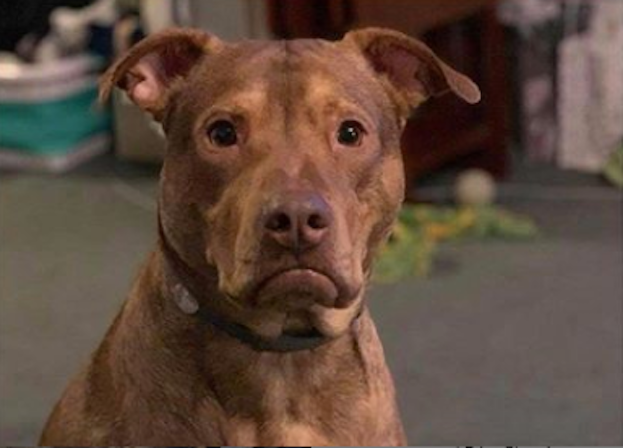 Former Patriots player Jerod Mayo's dog goes missing under 'mysterious ...