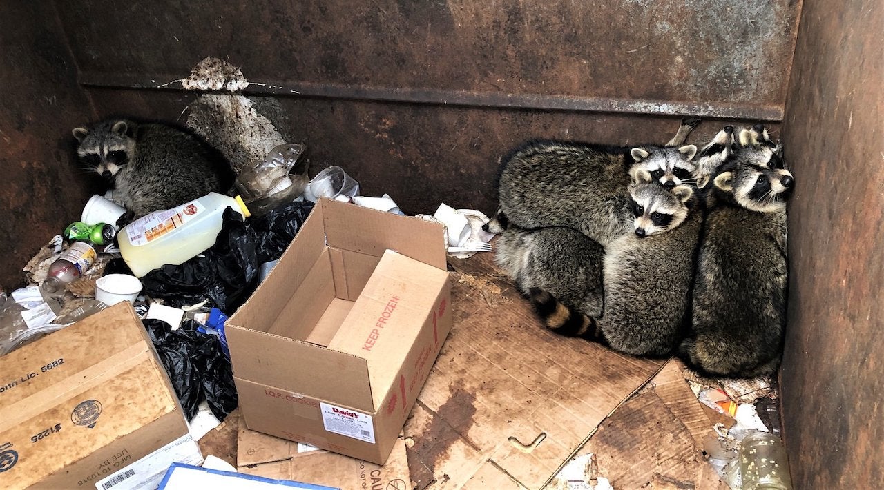 7 'fat' raccoons rescued from Brewster dumpster