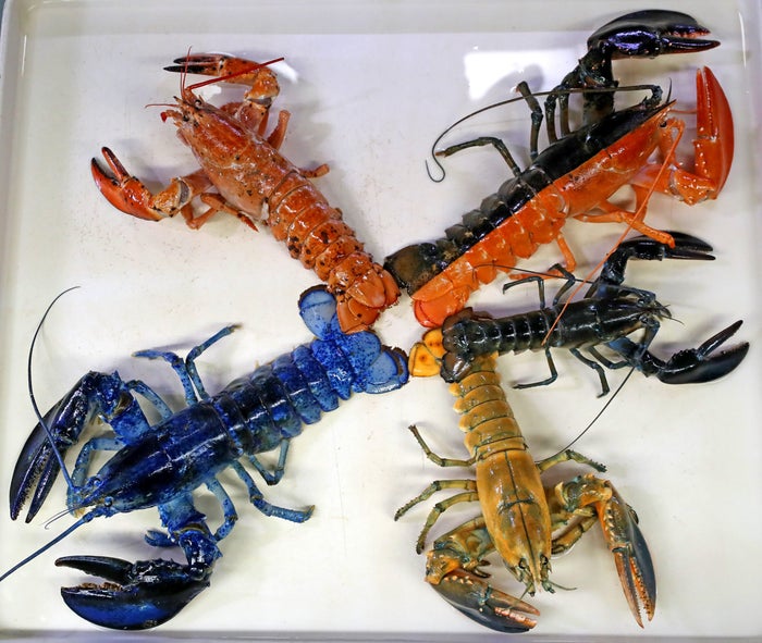 Orange, yellow, blue, and even 'Halloween': The rarest lobster colors ...