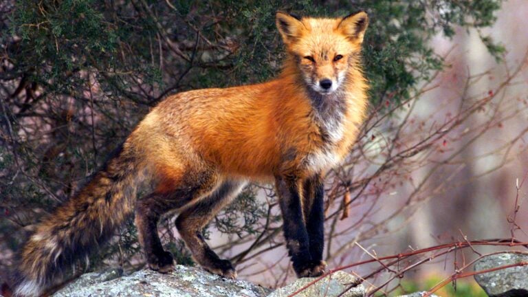 Rabid fox attacks in Maine push city to try trapping