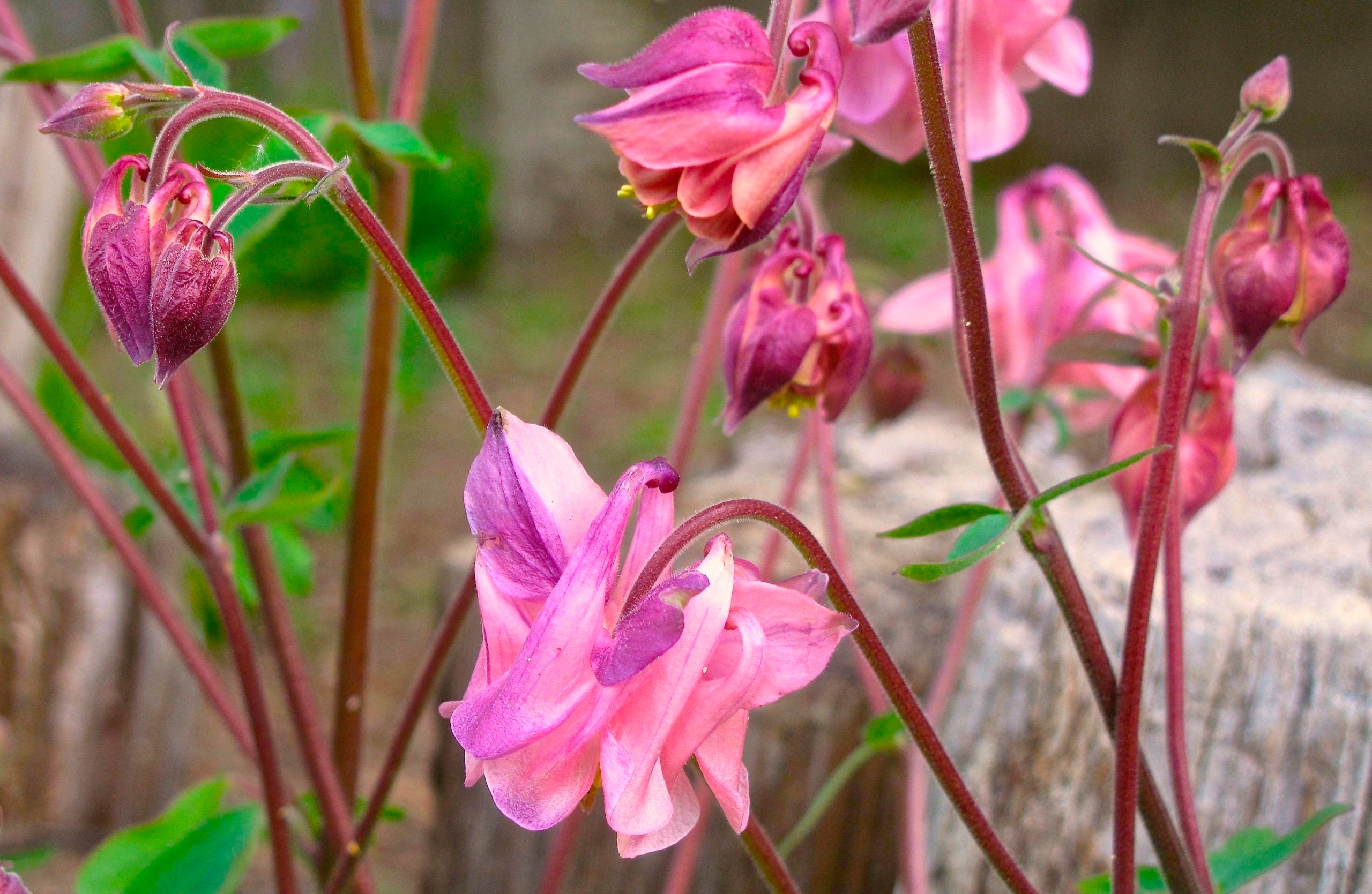 As pandemic presses on, love grows for old-fashioned gardens