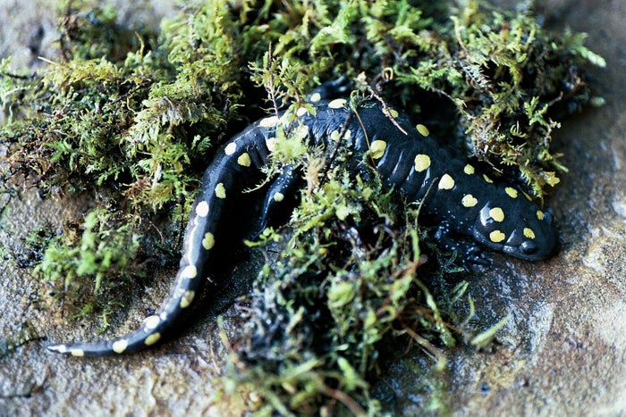 Frogs, salamanders, toads, and more in local vernal pools