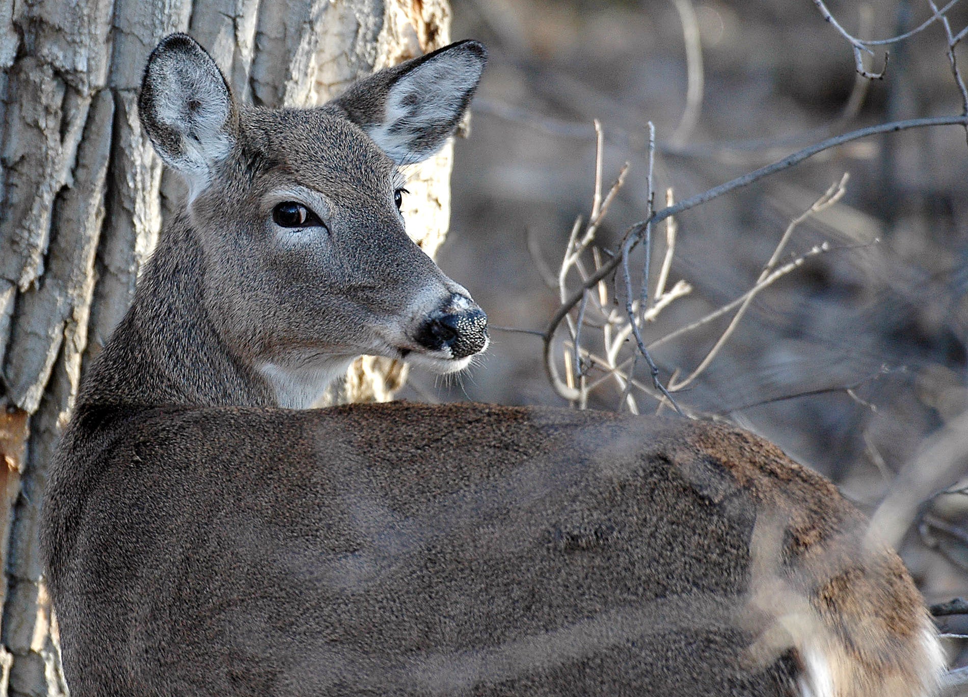 Vermont wildlife officials are now collecting teeth from deer hunters ...