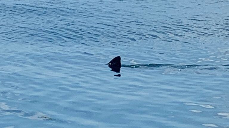 Report: Cape Cod aside, shark attacks in general are up