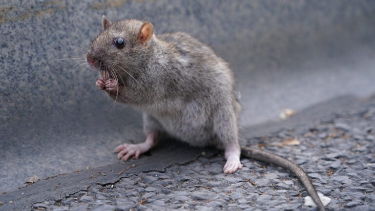 Woman charged for feeding rats that exacerbated R.I. rodent explosion