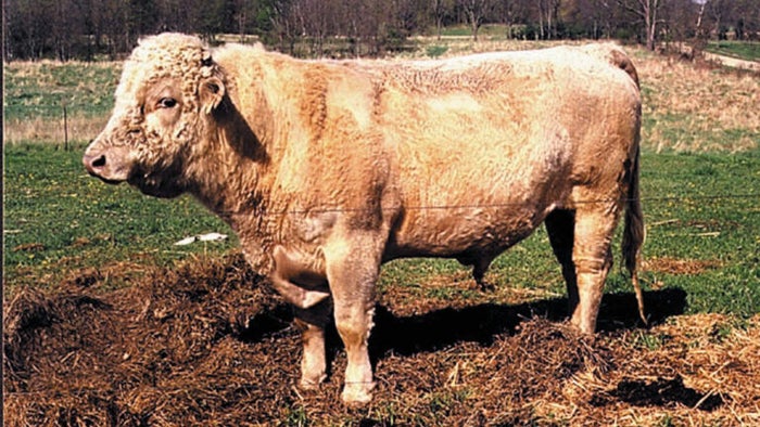 Beefalo on the loose for weeks in Connecticut after escaping slaughter