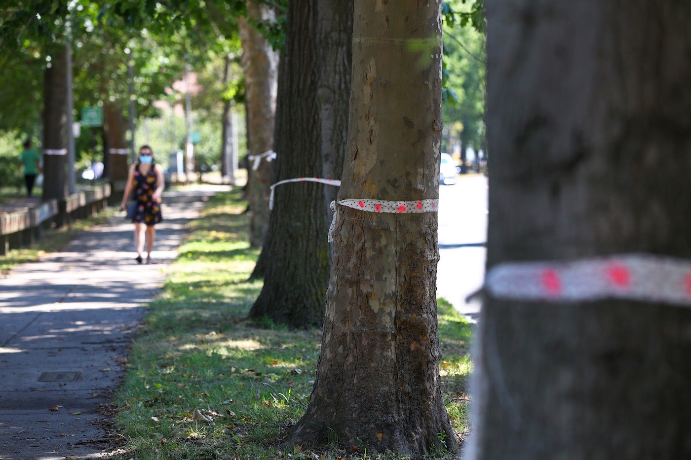 Residents, environmentalists condemn plan to remove Roxbury trees as ...
