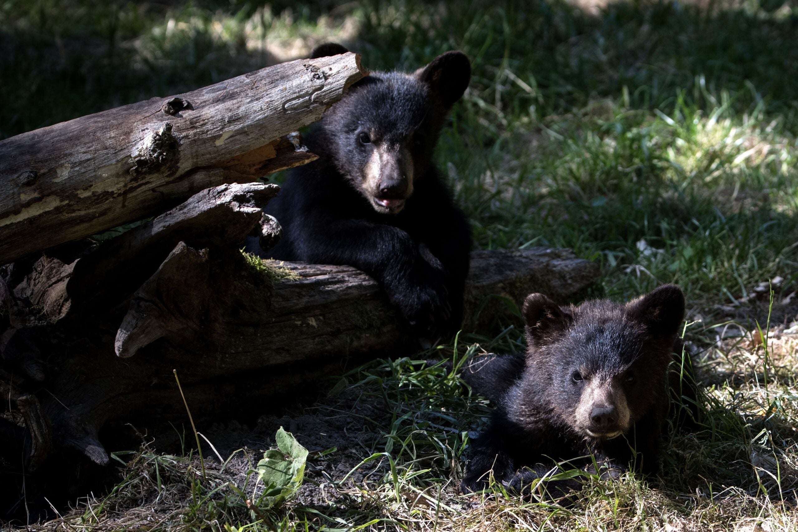 As Connecticut bears get more aggressive, there's a growing divide on ...