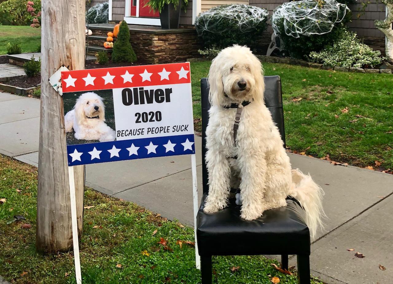 Oliver, a goldendoodle from Fall River, has launched a write-in ...