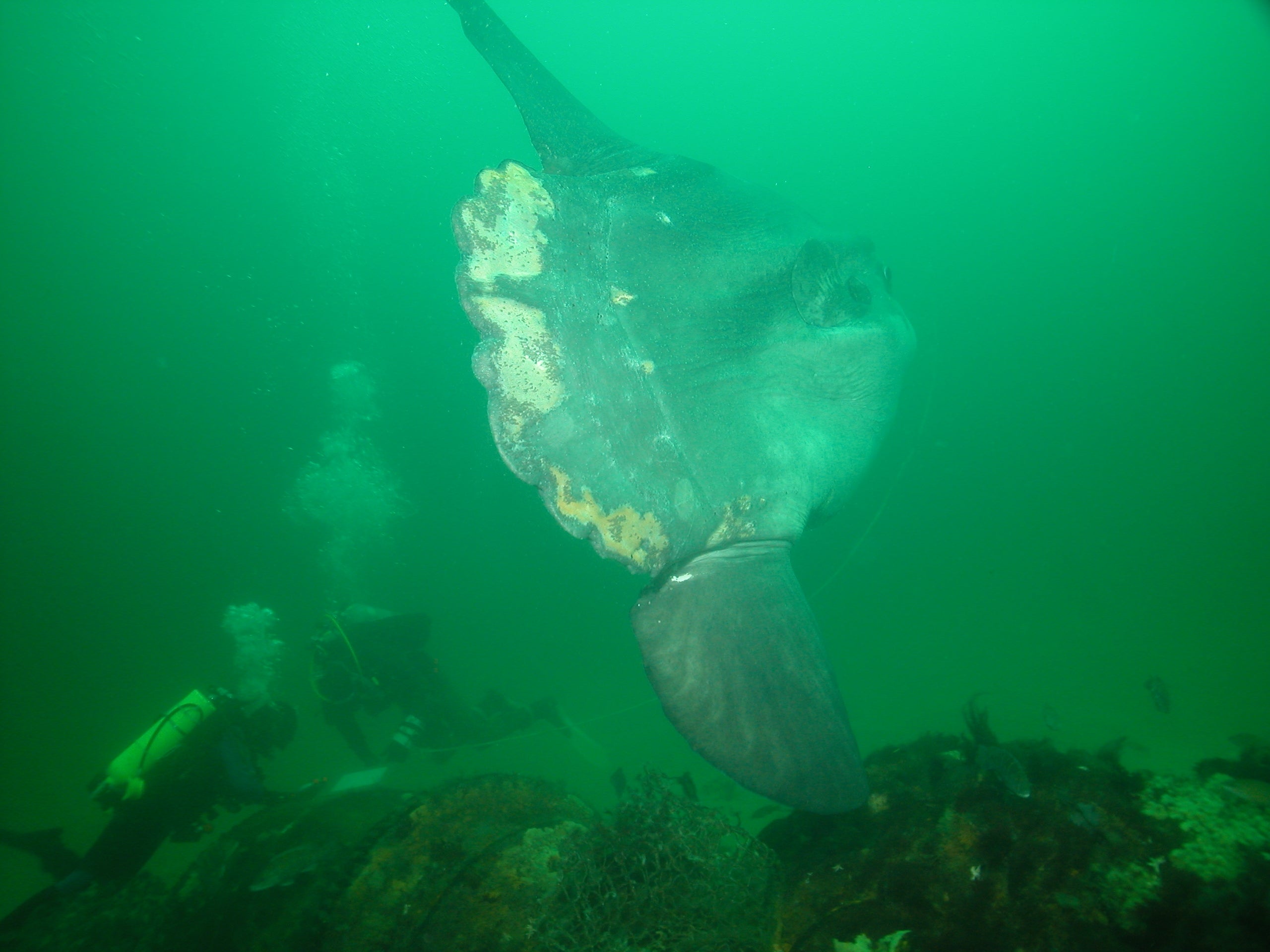 'The sunfish is FINE': Ocean sunfish off Wareham draws calls to police
