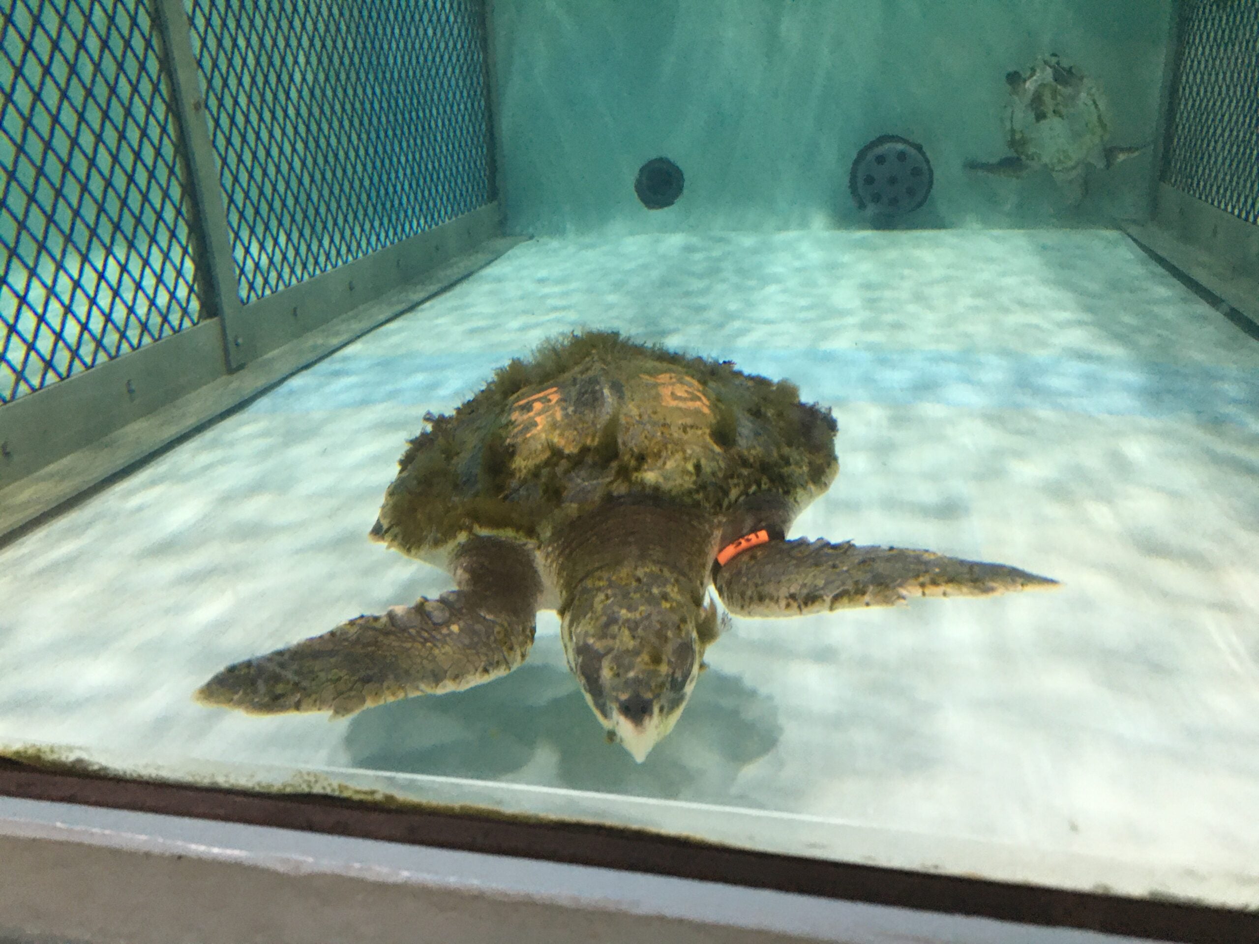 Cold weather brings surge in cold-stunned sea turtles on Cape