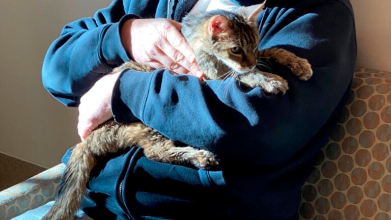 Cat that vanished 15 years ago reunited with owner