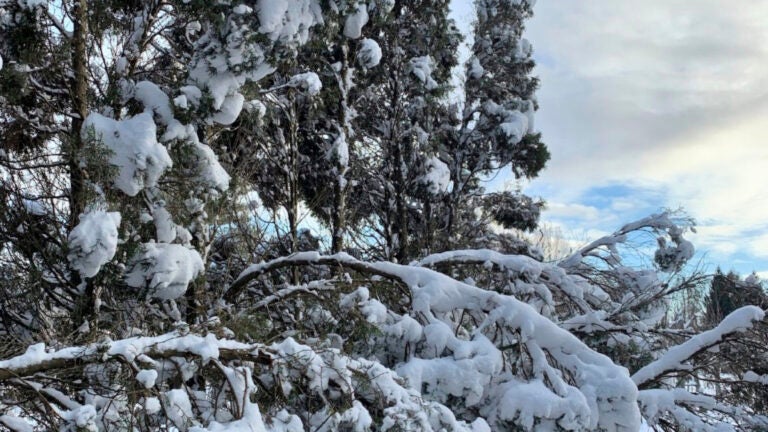 How to protect trees from snow damage