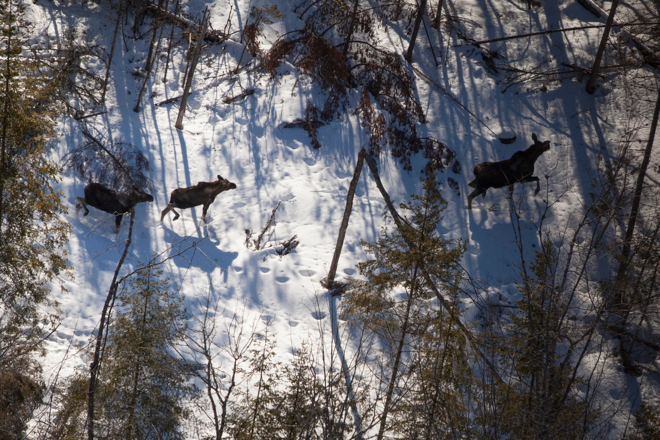 Biologists: More moose hunting will reduce ticks, help herd