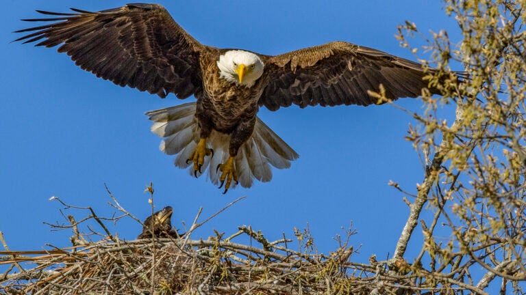 Bald eagle dies after ingesting poison, the first such report in Mass.
