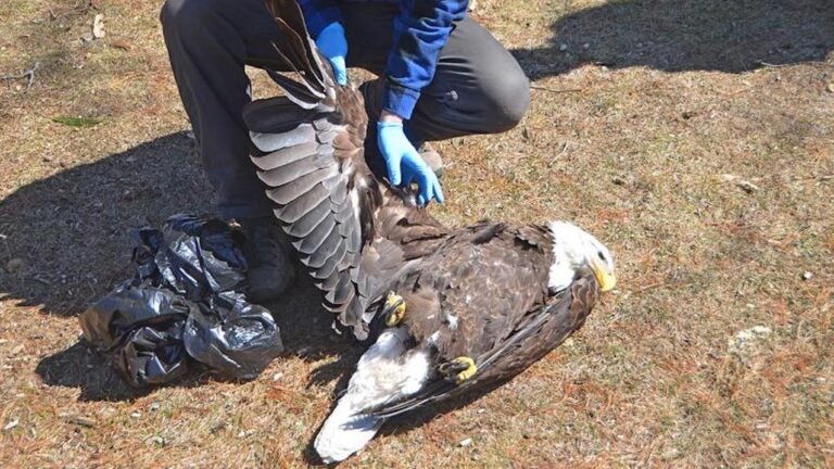 2nd Massachusetts bald eagle death blamed on rat poison