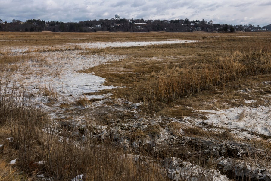 Vital salt marshes are disappearing as sea levels rise