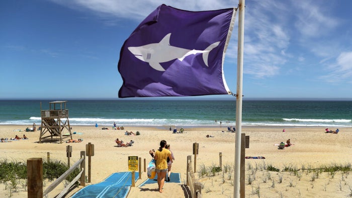 Shark deterrents? Here's how some are keeping safe in Cape Cod's waters
