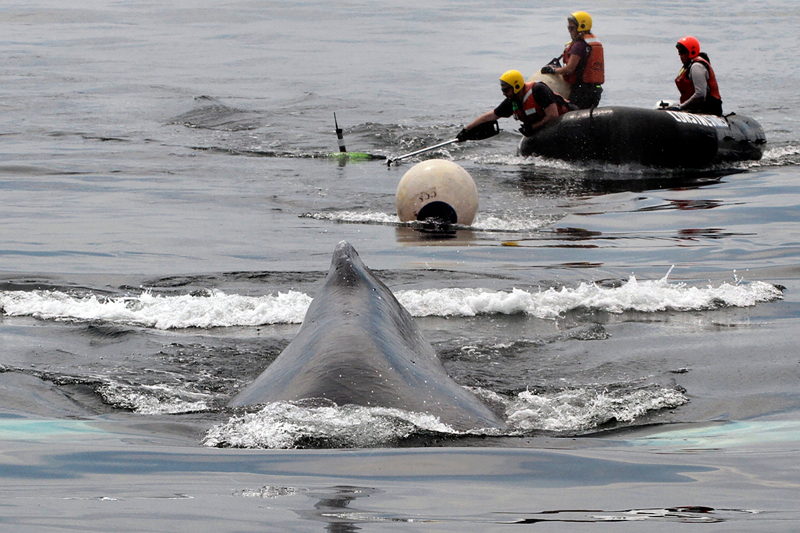 Whale rescuers free humpback from fishing gear entanglement