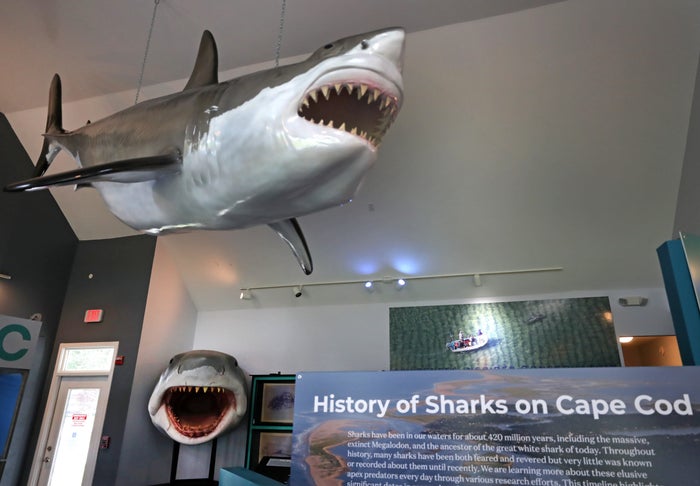 It's Shark Week. Here's what's on deck for the Discovery mega-marathon