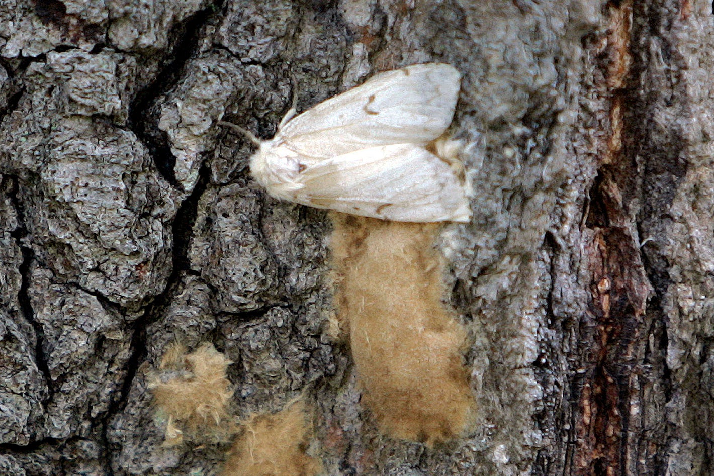 Gypsy moth caterpillars return to dine on New England trees