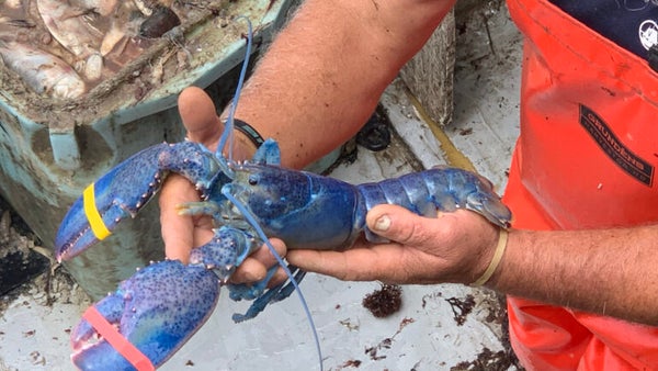 Rare 'cotton candy' Lobster found in Maine