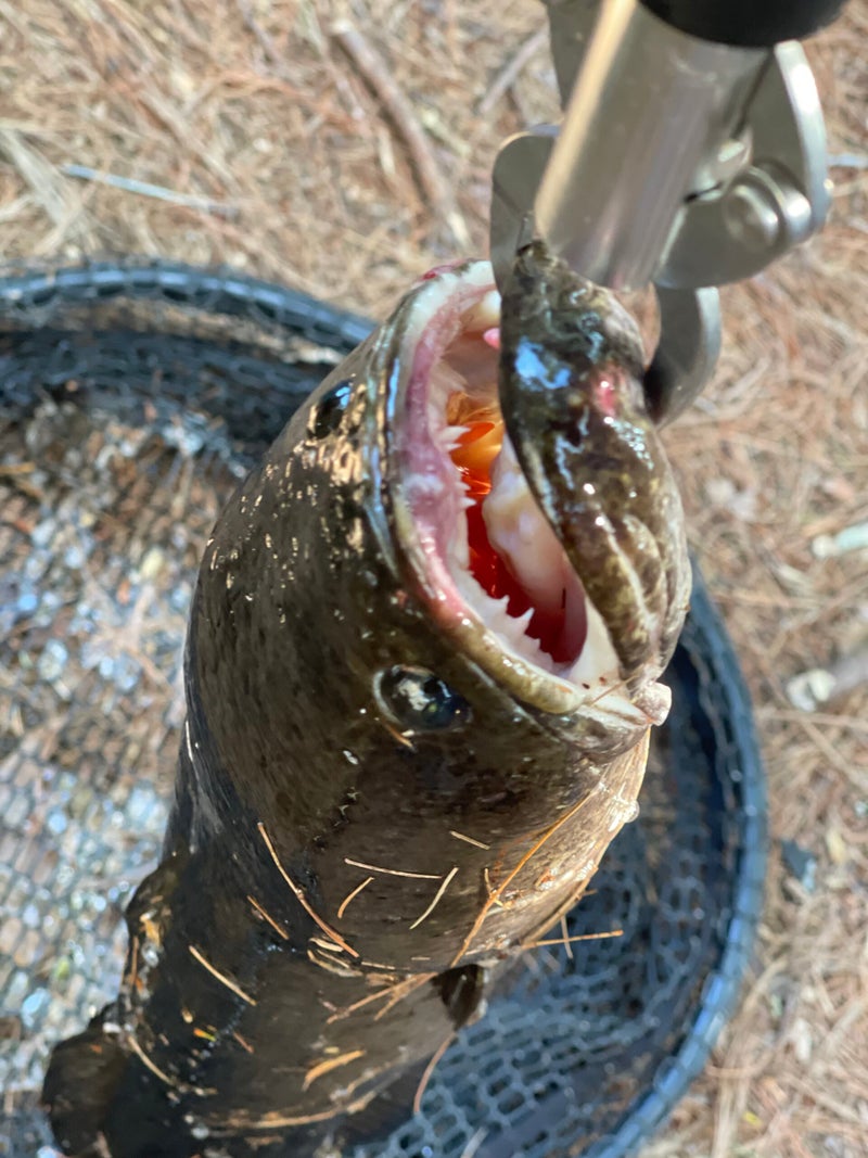Man catches rare invasive snakehead fish in Canton reservoir