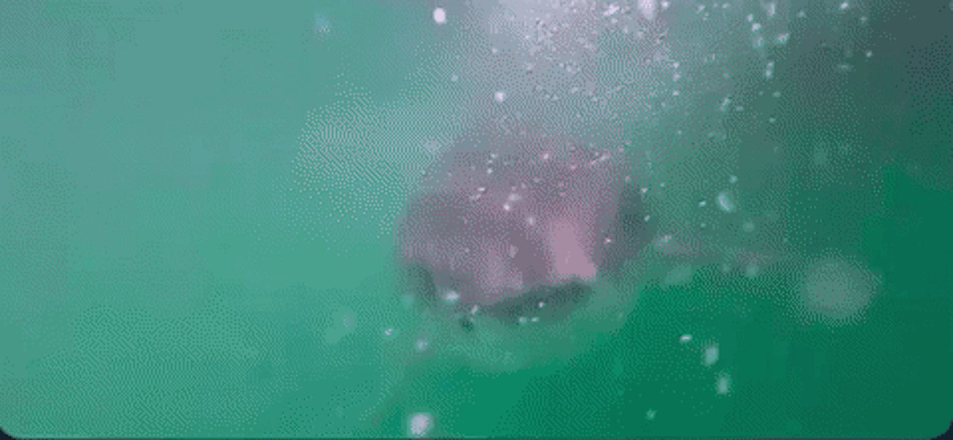 The peak months for shark activity off Cape Cod are August and ...