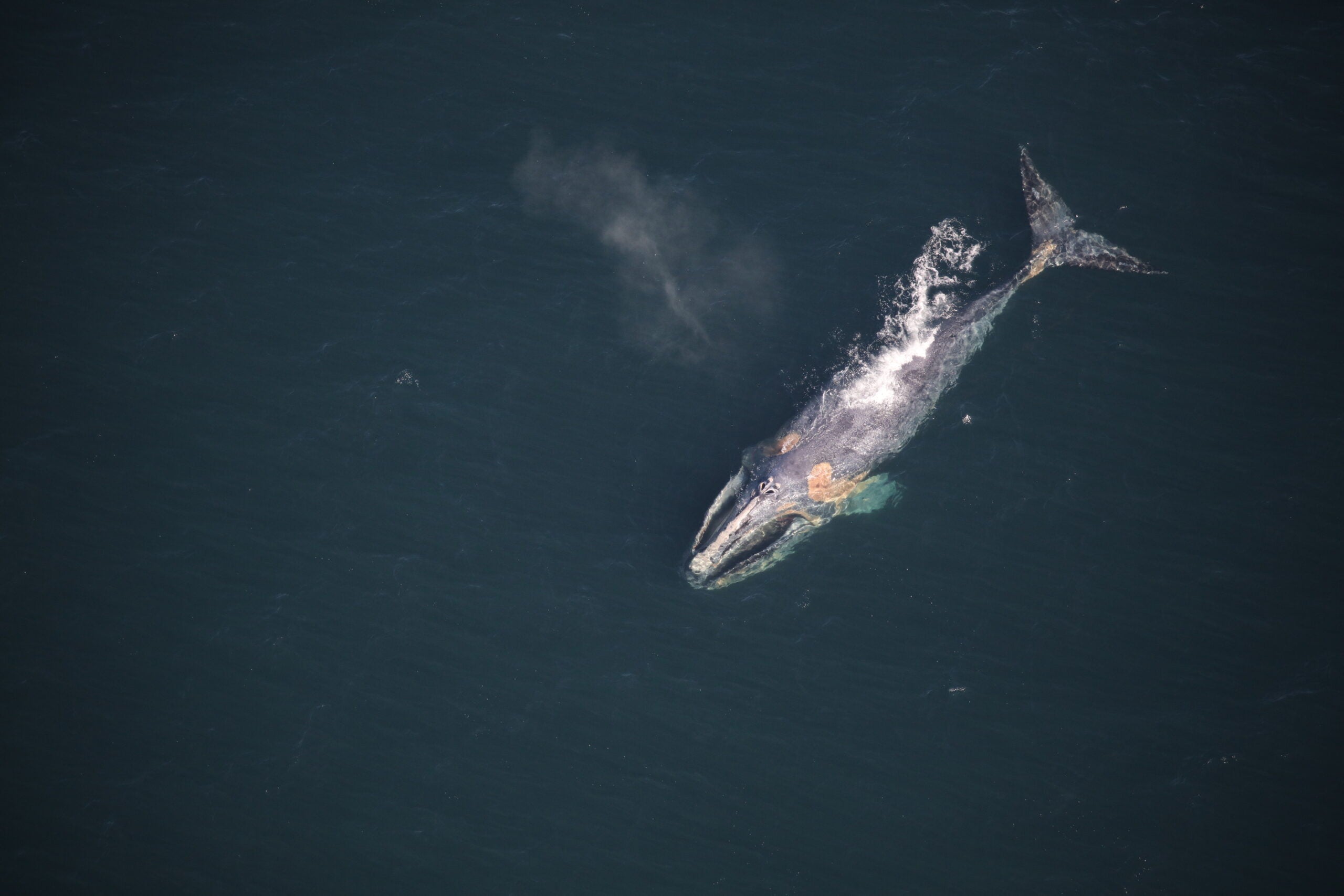 New 'slow zone' will protect rare whales off Massachusetts